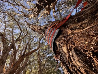 Secret weapon in climate fight hiding in tree bark - The Australian ...