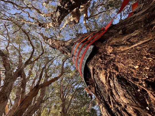 Secret weapon in climate fight hiding in tree bark - The Australian ...