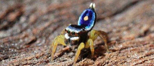 Spider crossword - The Australian Museum