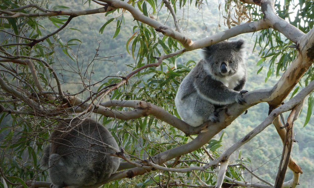 Australian animals unit
