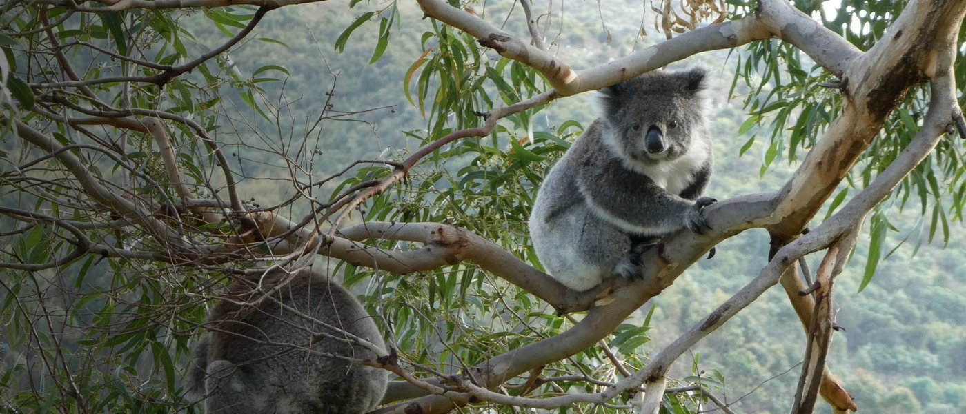 Australian animals unit