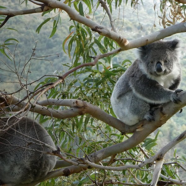 Australian animals unit