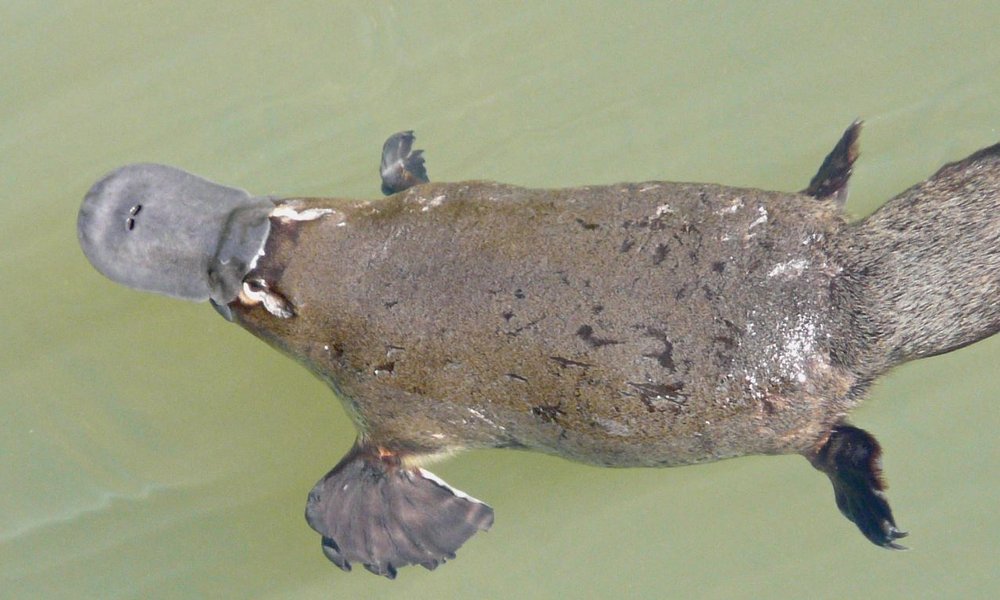 The evolution of the platypus - The Australian Museum