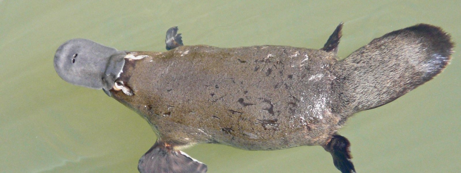 The evolution of the platypus - The Australian Museum