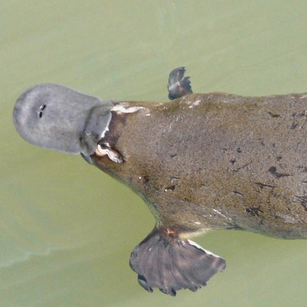 The evolution of the platypus - The Australian Museum