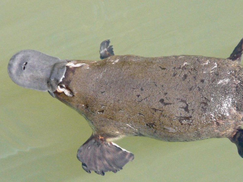 The evolution of the platypus - The Australian Museum