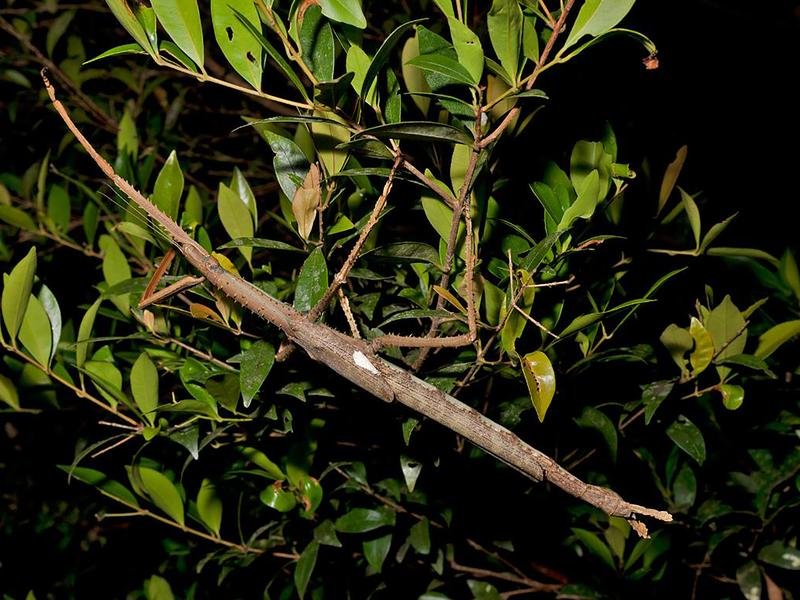Naming newly discovered giant insect a sticking point - The Australian ...
