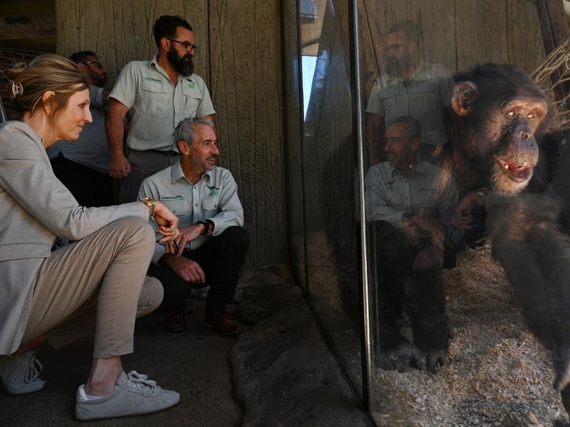 'Once in a century human': Jane Goodall's Aussie mark - The Australian ...