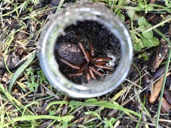 Rare trapdoor spider discovered on scientist's doorstep - The ...