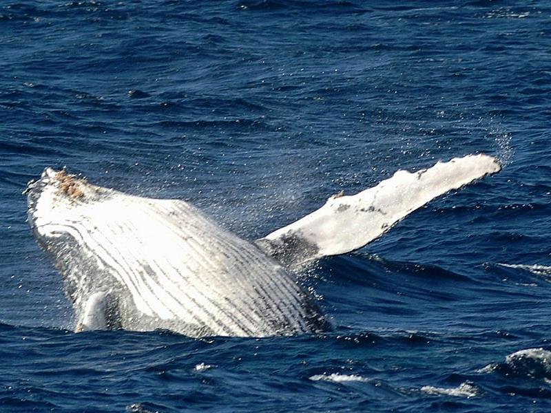Maps reveal 'obstacle course' for migrating whales - The Australian ...