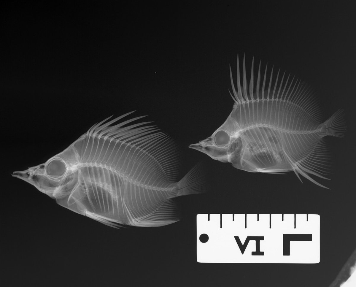 X-ray vision: Secrets of the unknown - The Australian Museum Blog